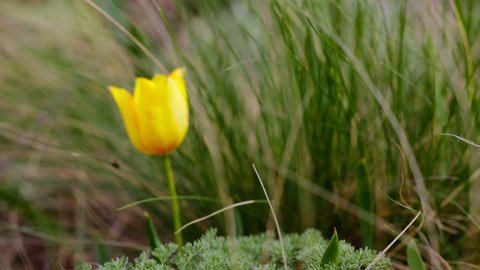 Steppe flowers Stock Video Footage - 4K and HD Video Clips | Shutterstock