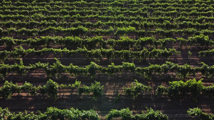 Vineyard layout Stock Video Footage - 4K and HD Video Clips | Shutterstock