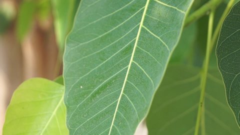 Green Leaf Mountains Papal Tree Stock Footage Video (100% Royalty-free ...