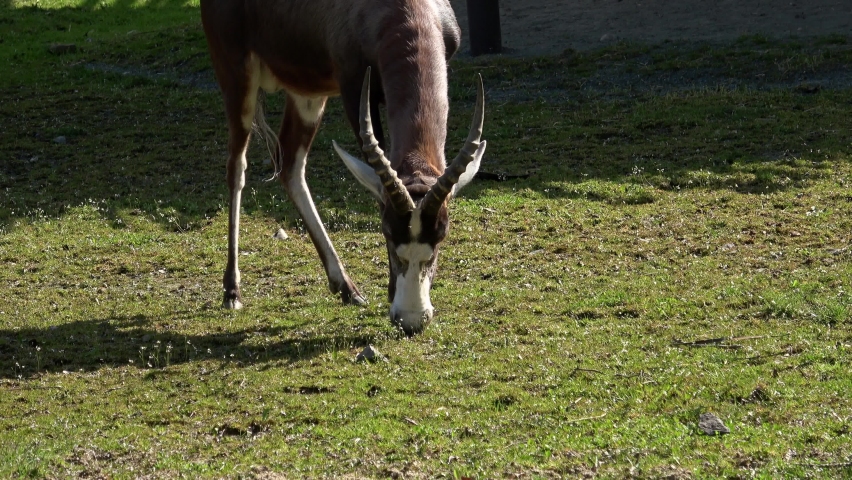 beautiful antelope eats grass Stock Footage Video (100% Royalty-free ...
