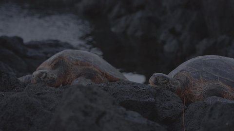 Close Sea Turtles On Lava Rock Stock Footage Video (100% Royalty-free ...
