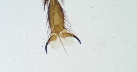 Leg Fly Under Microscope Floating Bacteria Stock Footage Video (100% ...