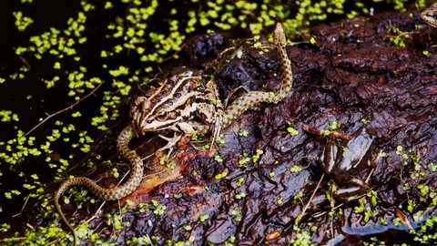 Frog Snake Lake Shore Spring Stock Footage Video (100% Royalty-free ...
