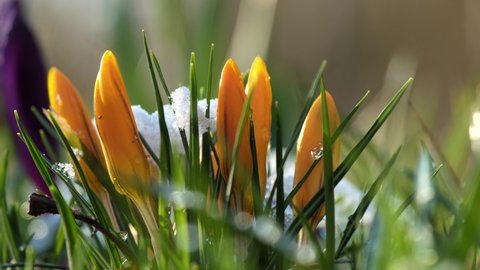 Bright Orange Crocuses Green Leaves Covered Stock Footage Video (100% ...