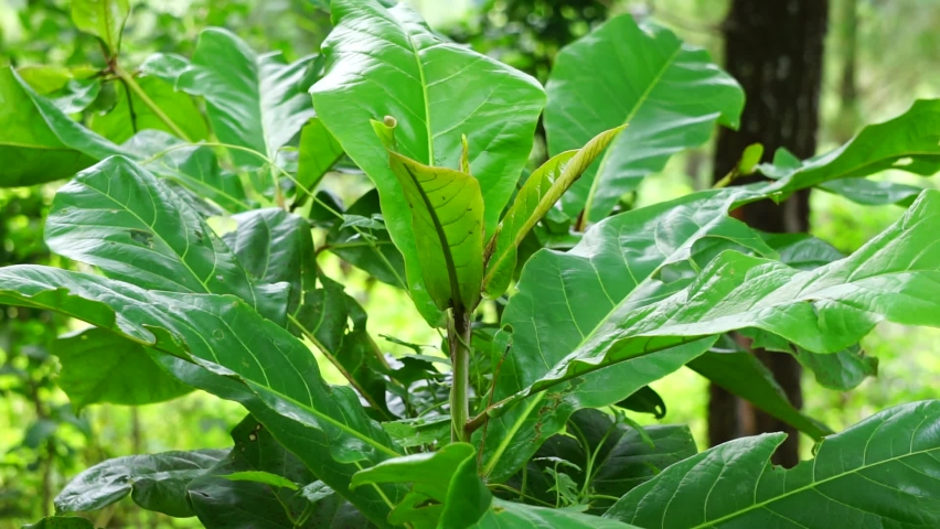 13 Talisay leaves Stock Video Footage - 4K and HD Video Clips ...