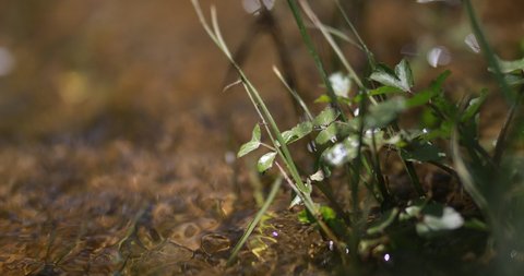 Green Vegetation Natural Life On Earth Stock Footage Video (100% ...