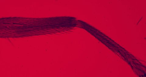Fly Leg Under Microscope Floating Bacteria Stock Footage Video (100% ...