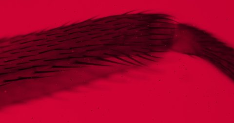Fly Leg Under Microscope Floating Bacteria Stock Footage Video (100% ...