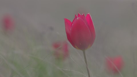 Steppe flowers Stock Video Footage - 4K and HD Video Clips | Shutterstock