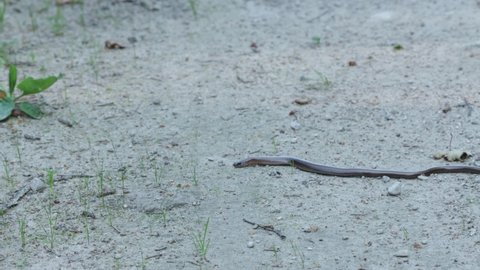 Legless Lizard Slow Worm Moving On Stock Footage Video (100% Royalty ...