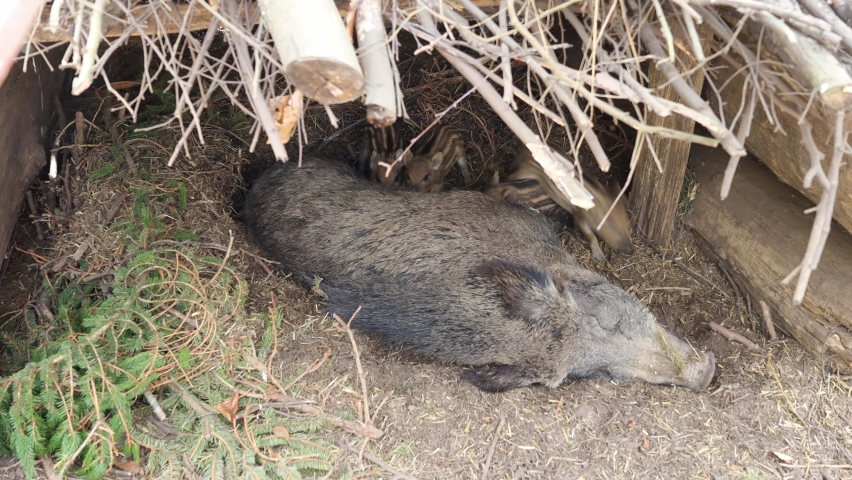wild boar mother feeding piglets nest Stock Footage Video (100% Royalty ...