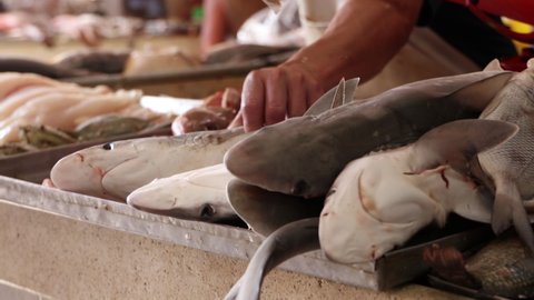 Man Selling Baby Sharks Market Mexico Stock Footage Video (100% Royalty ...