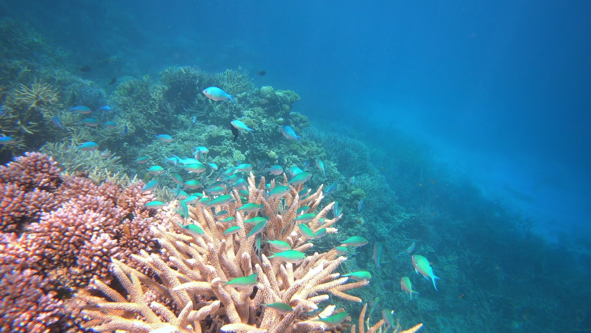 Australian damsel Stock Video Footage - 4K and HD Video Clips ...