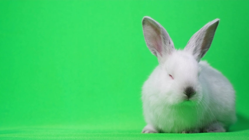 52 White vienna rabbit Stock Video Footage - 4K and HD Video Clips ...