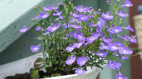 11 Hanging lobelia Stock Video Footage - 4K and HD Video Clips ...