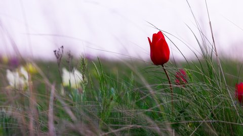 Steppe flowers Stock Video Footage - 4K and HD Video Clips | Shutterstock
