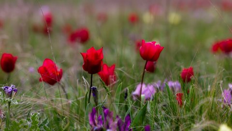 Steppe flowers Stock Video Footage - 4K and HD Video Clips | Shutterstock