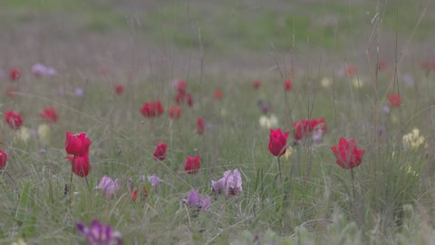 Steppe flowers Stock Video Footage - 4K and HD Video Clips | Shutterstock