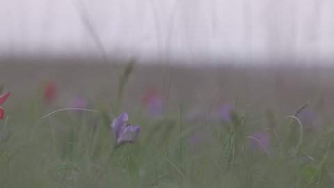 Steppe flowers Stock Video Footage - 4K and HD Video Clips | Shutterstock