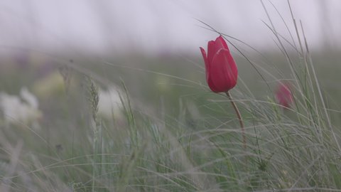 Steppe flowers Stock Video Footage - 4K and HD Video Clips | Shutterstock