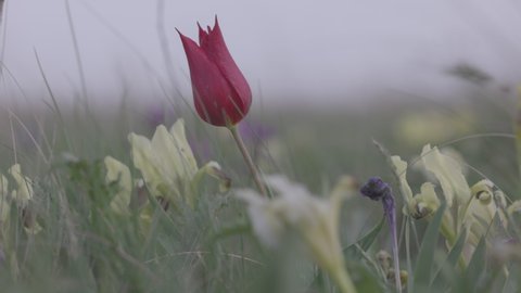 Steppe flowers Stock Video Footage - 4K and HD Video Clips | Shutterstock
