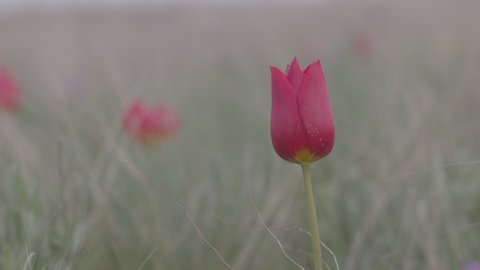 2,736 Steppe flower Stock Video Footage - 4K and HD Video Clips ...
