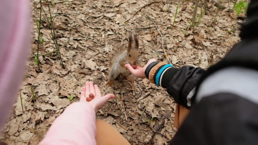 55 Squirrel holding human hand eating Stock Video Footage - 4K and HD ...