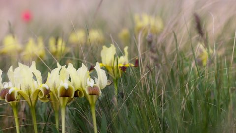 Steppe flowers Stock Video Footage - 4K and HD Video Clips | Shutterstock
