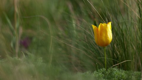 Steppe flowers Stock Video Footage - 4K and HD Video Clips | Shutterstock