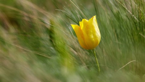 Steppe flowers Stock Video Footage - 4K and HD Video Clips | Shutterstock