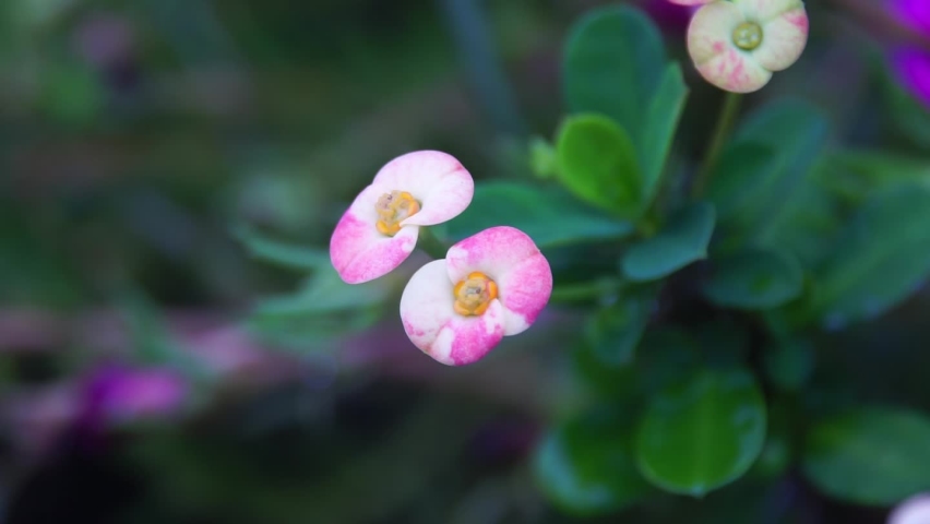 Rust bloom Stock Video Footage - 4K and HD Video Clips | Shutterstock