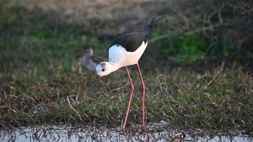 46 Very long bill Stock Video Footage - 4K and HD Video Clips ...