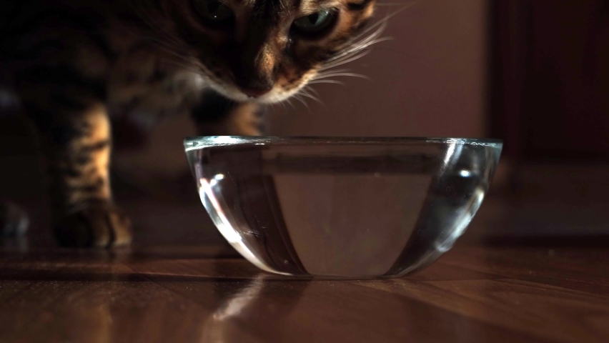 131 Cat lapping water Stock Video Footage - 4K and HD Video Clips ...