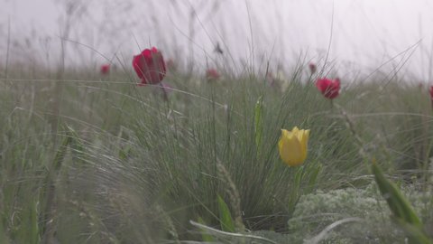 Steppe flowers Stock Video Footage - 4K and HD Video Clips | Shutterstock