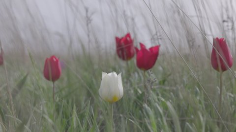 Steppe flowers Stock Video Footage - 4K and HD Video Clips | Shutterstock