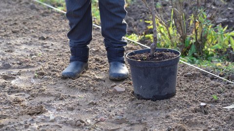 Root feet Stock Video Footage - 4K and HD Video Clips | Shutterstock
