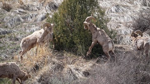 Bighorn Sheep Rams Butting Heads Slow Stock Footage Video (100% Royalty ...