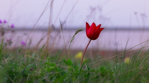 Steppe flowers Stock Video Footage - 4K and HD Video Clips | Shutterstock