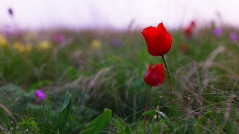 Steppe flowers Stock Video Footage - 4K and HD Video Clips | Shutterstock