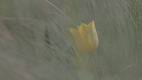 Steppe flowers Stock Video Footage - 4K and HD Video Clips | Shutterstock