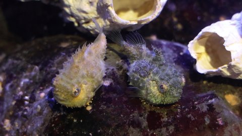 Pacific Spiny Lumpsuckers Eumicrotremus Orbis Stock Footage Video (100% ...