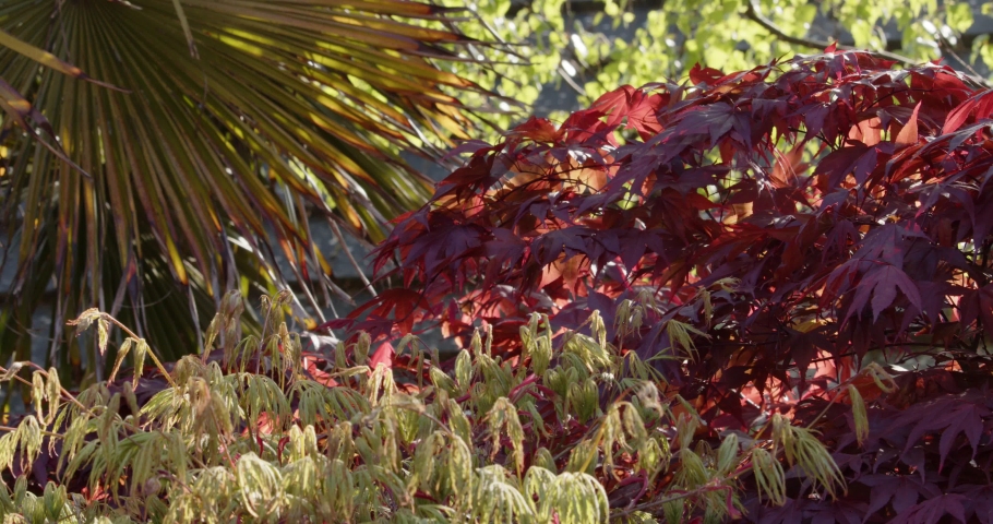 27 Palmatum atropurpureum Stock Video Footage - 4K and HD Video Clips ...