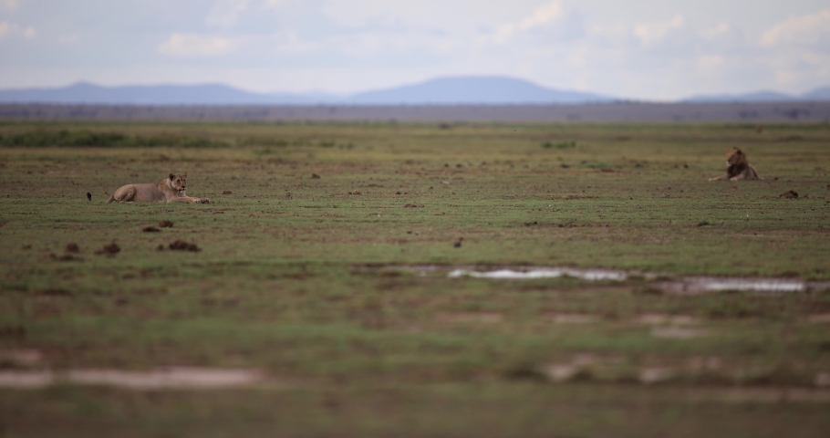 Two headed lion symbol Stock Video Footage - 4K and HD Video Clips ...