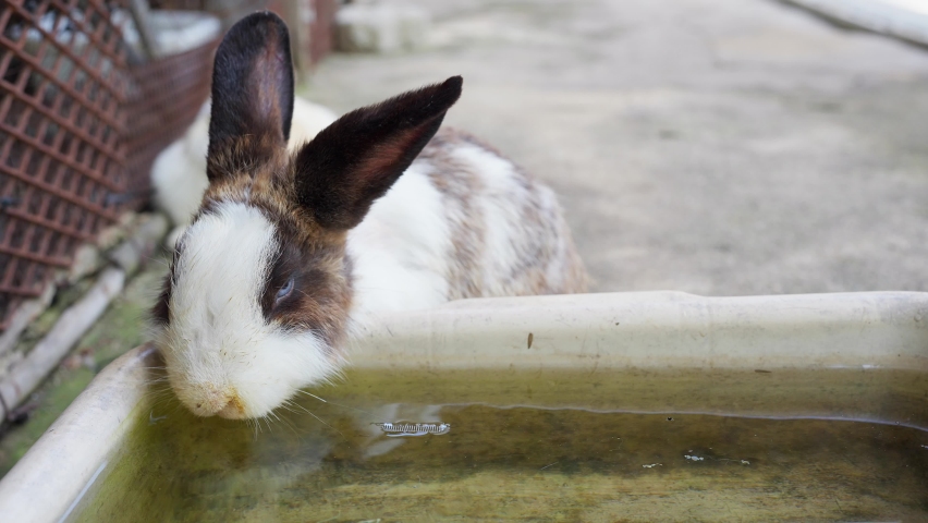 Rabbit drinking water Stock Video Footage - 4K and HD Video Clips ...