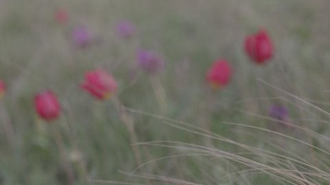 2,736 Steppe flower Stock Video Footage - 4K and HD Video Clips ...