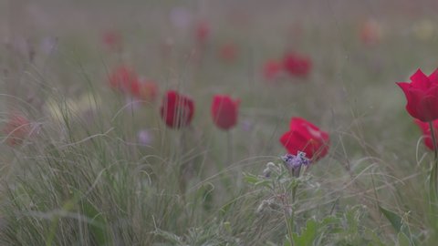 Steppe flowers Stock Video Footage - 4K and HD Video Clips | Shutterstock
