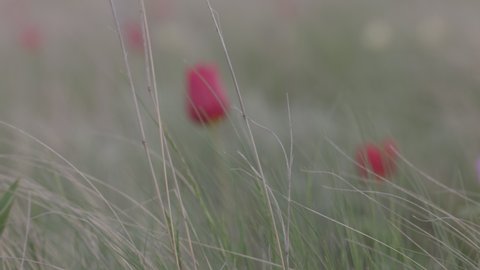 2,736 Steppe flower Stock Video Footage - 4K and HD Video Clips ...