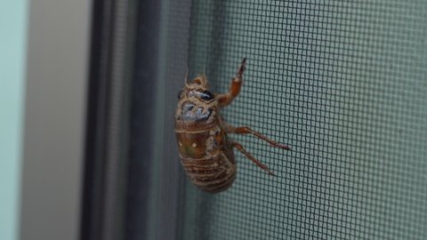 Larvae Cicada Walking On Screen Window Stock Footage Video (100% ...
