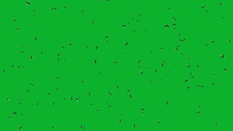 Fly Swarm Overlay Chromakey 4k Animation Stock Footage Video (100% ...