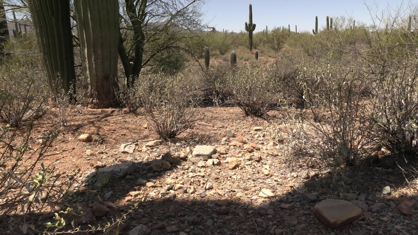 Western Diamondback Rattlesnake - Crotalus atrox image - Free stock ...
